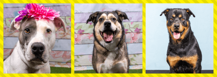 Canine Cruisers - Friends of Rescue Animals